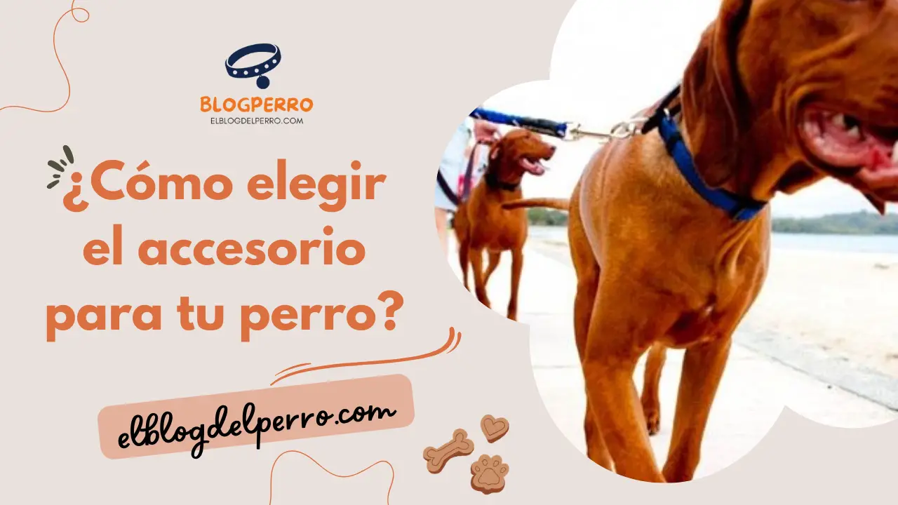 ¿Cómo elegir el accesorio para tu perro?