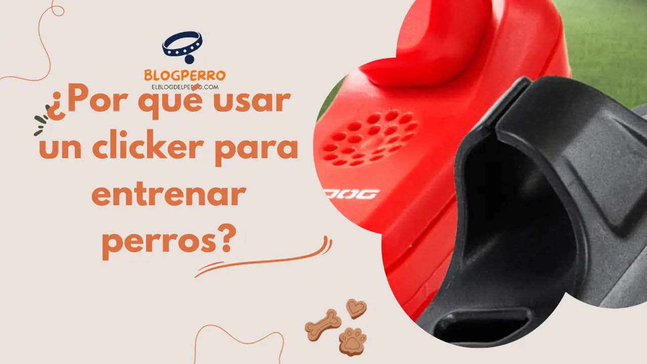 ¿Por qué usar un clicker para entrenar perros?