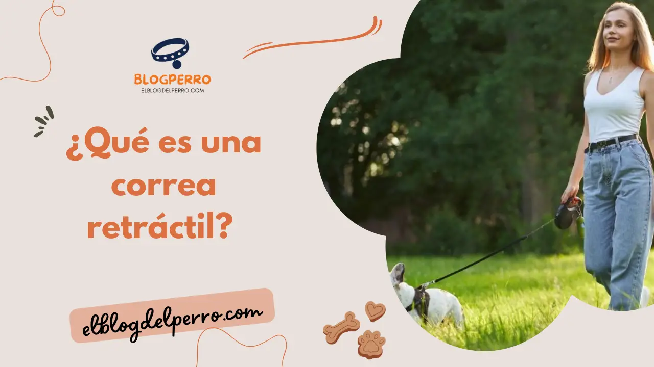 ¿Qué es una correa retráctil? | elegir la correa retráctil adecuada