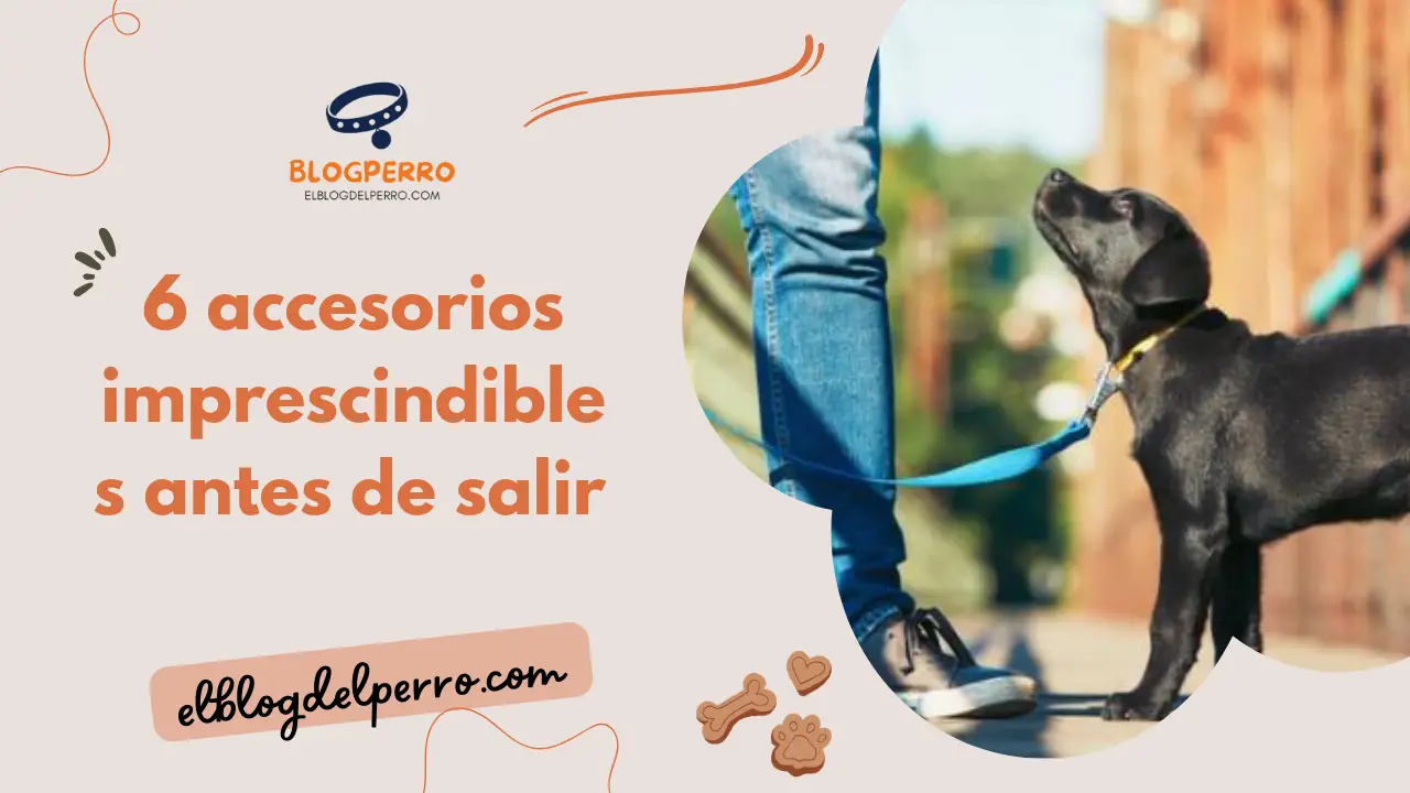 ¿Cuáles son los 6 accesorios imprescindibles antes de salir a pasear ...
