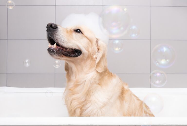 Los 10 Mejores Champús para Perros - El Blog del Perro